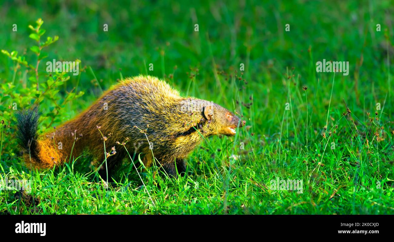 Small predator, mammal, Stripe-necked Mongoose, Urva vitticolla ...