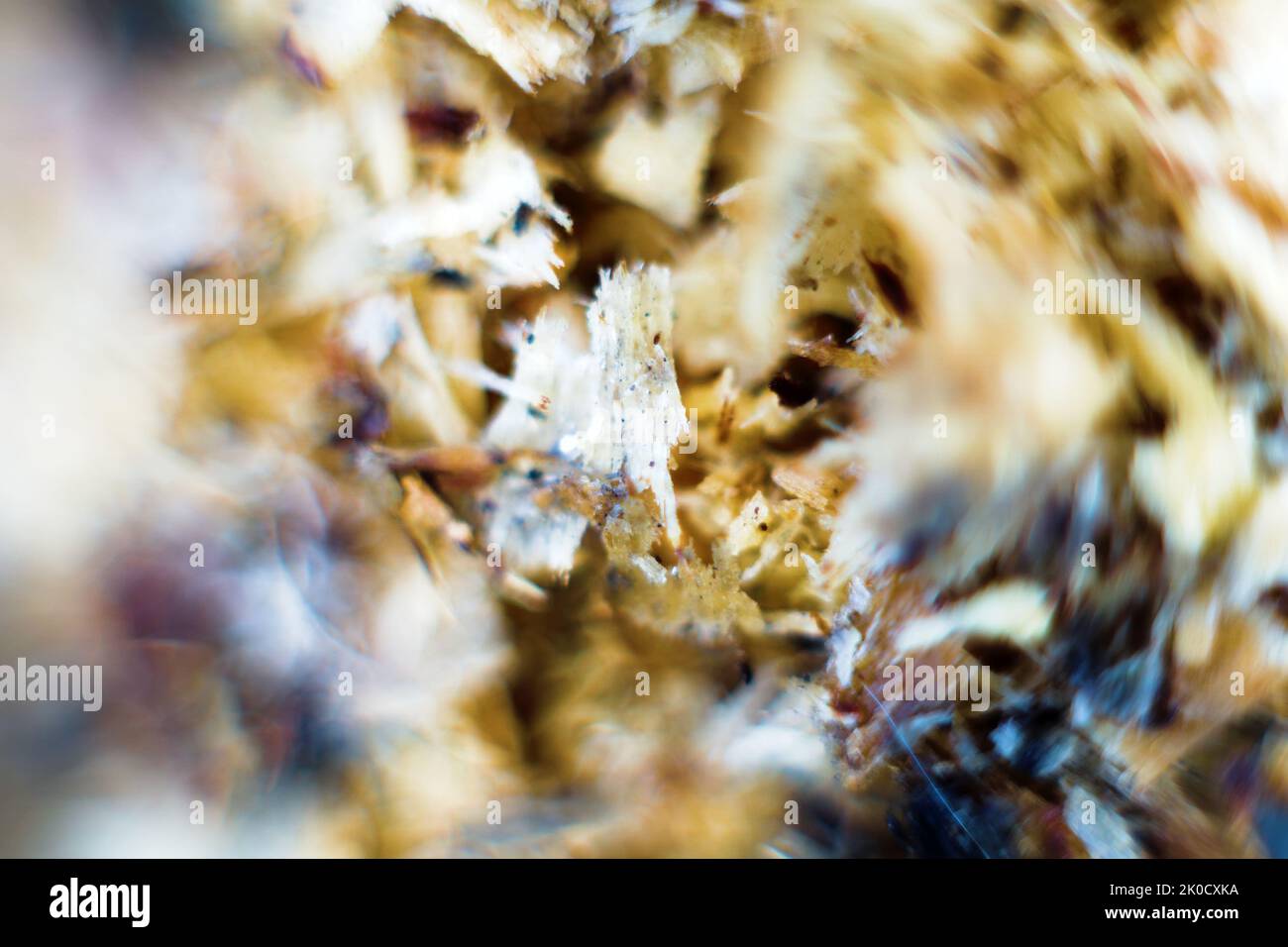 Wood background (wood particles, touchwood, chips). Extreme close-up ...