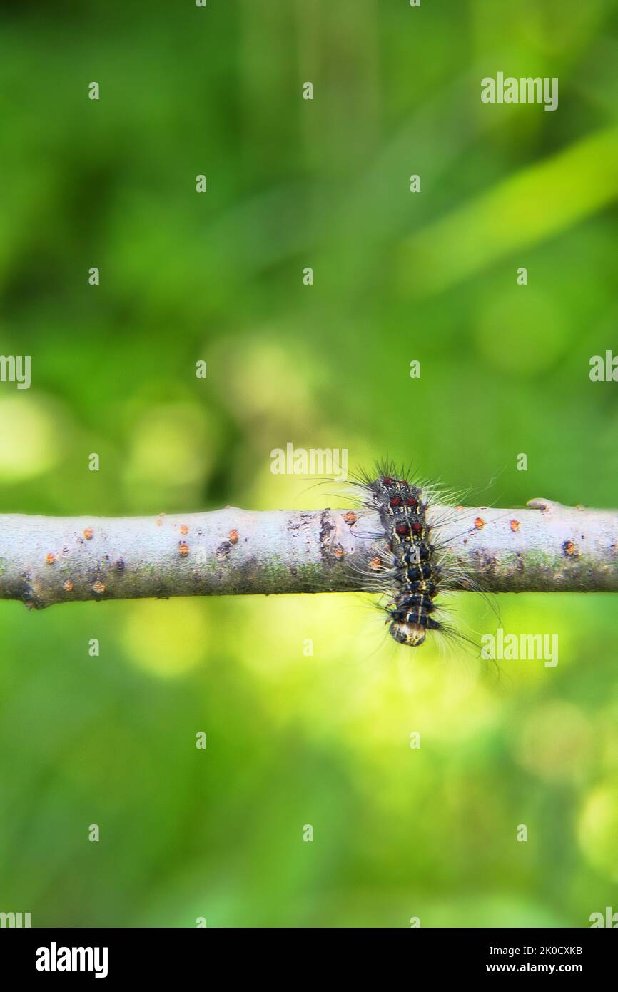 Gypsy Moth Quarantine