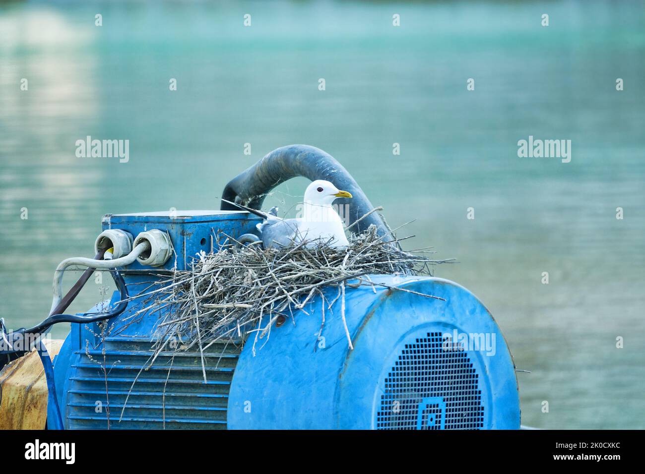 Extremely unusual house. Common gull (Larus canus) built nest on ...