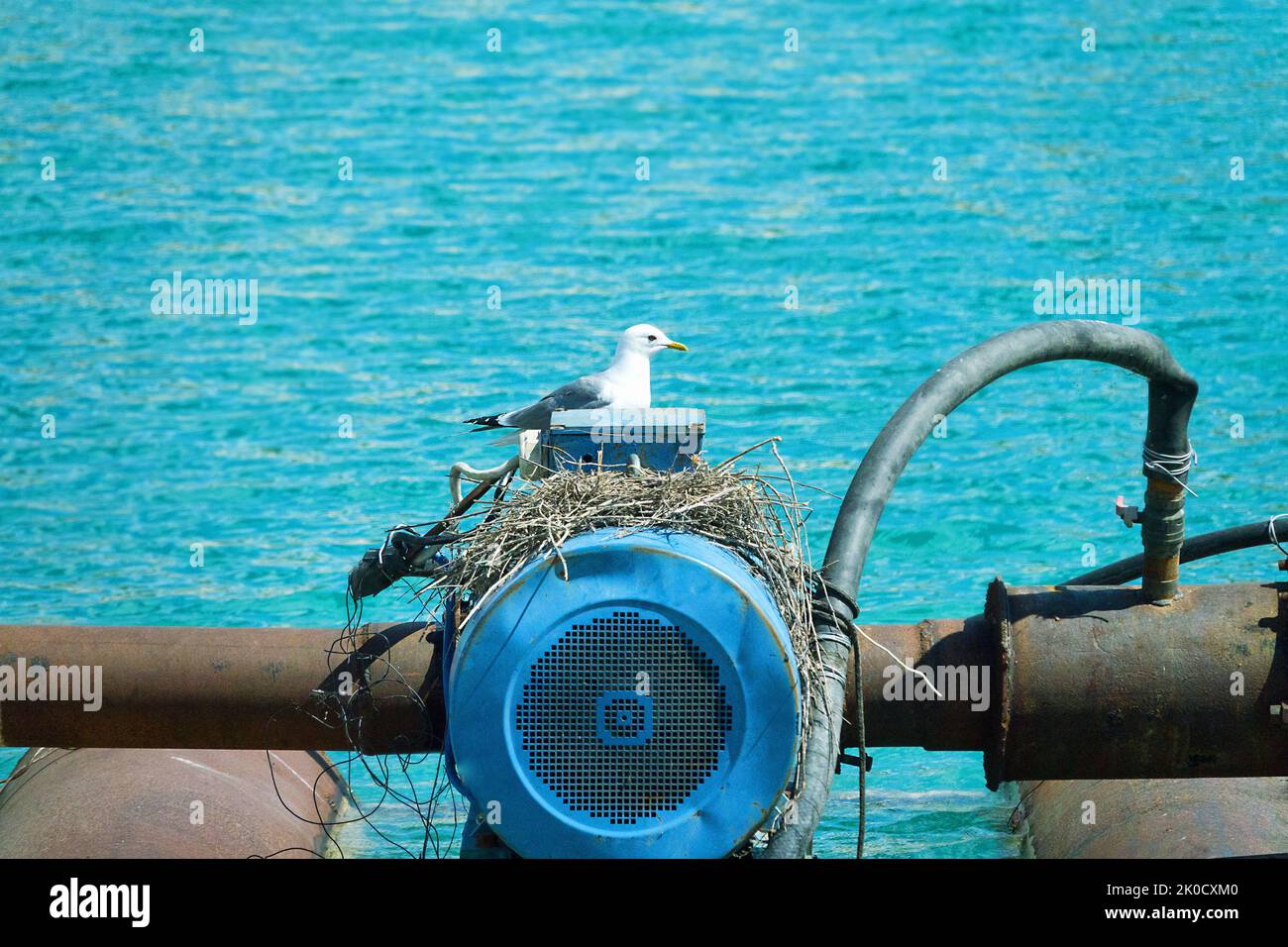 Extremely unusual house. Common gull (Larus canus) built nest on ...