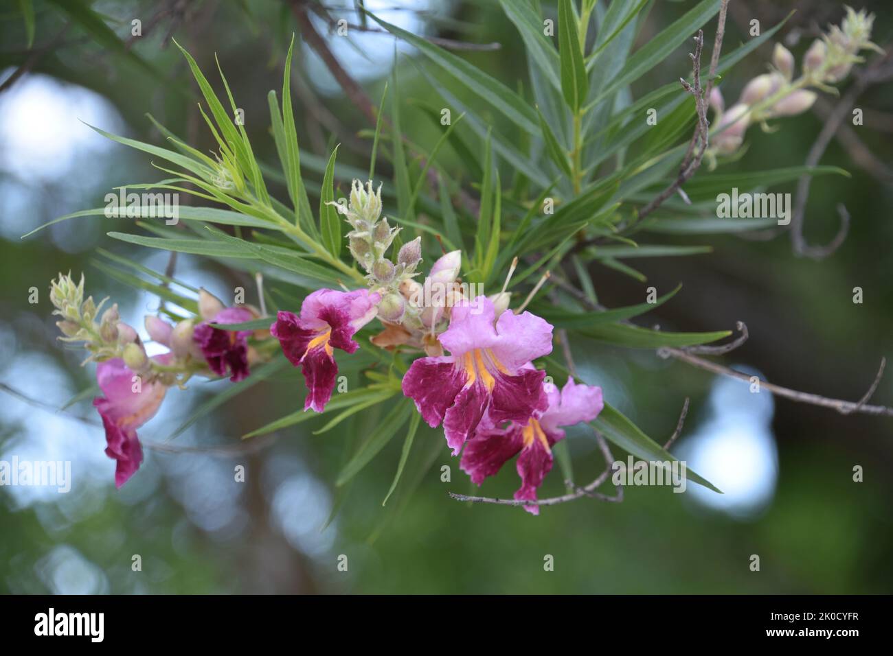 Pretty desert willow tree flowering and blooming in the summer time ...