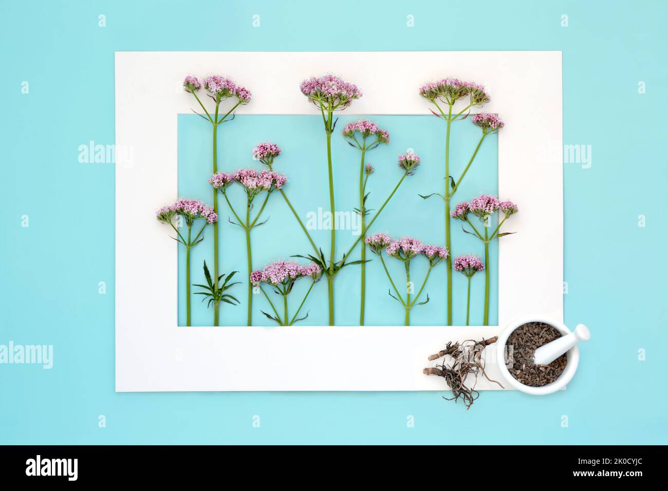 Adaptogen plant flower hi-res stock photography and images - Alamy