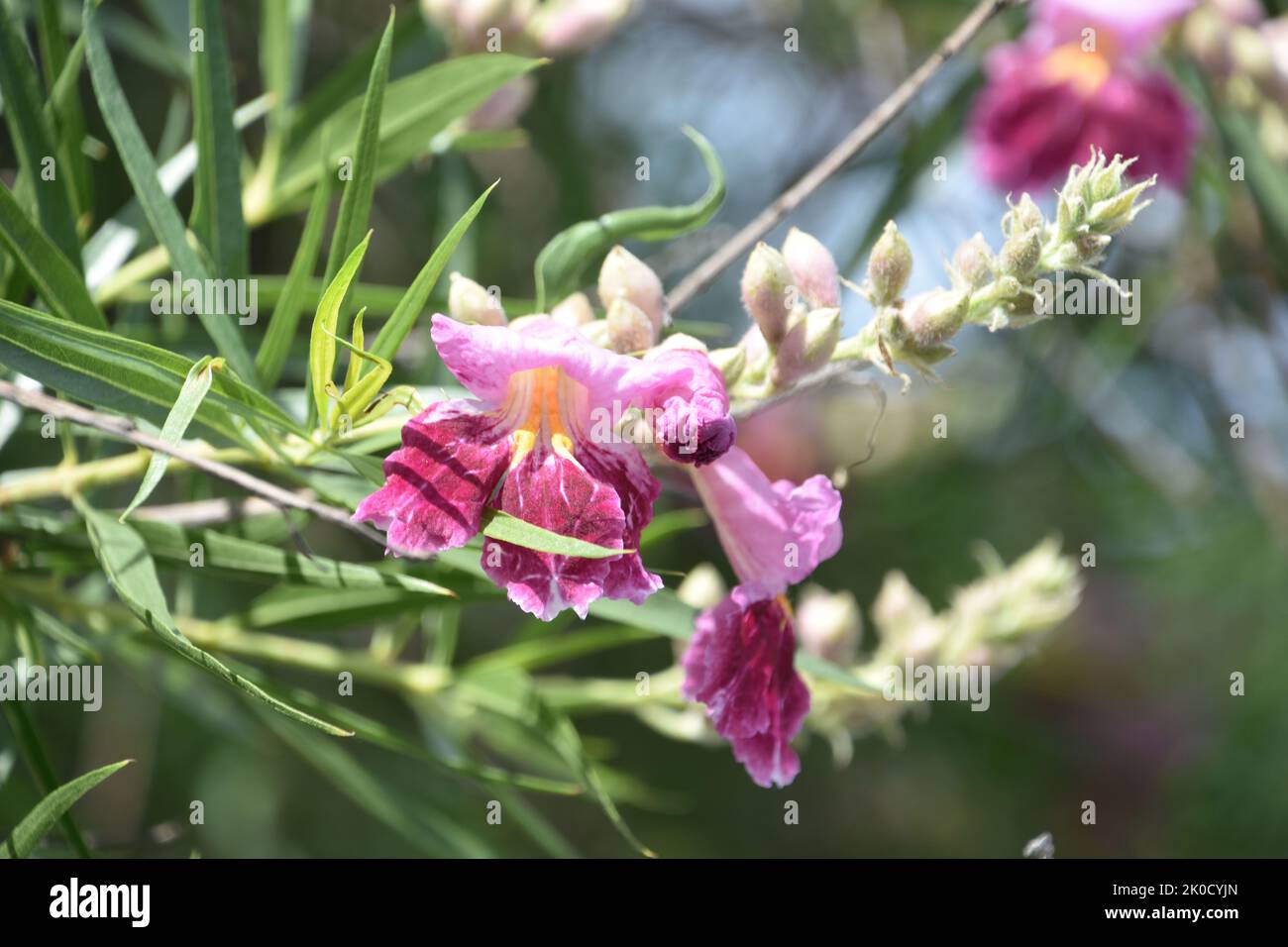 Gorgeous flowering desert willow blooming and flowering in a garden ...