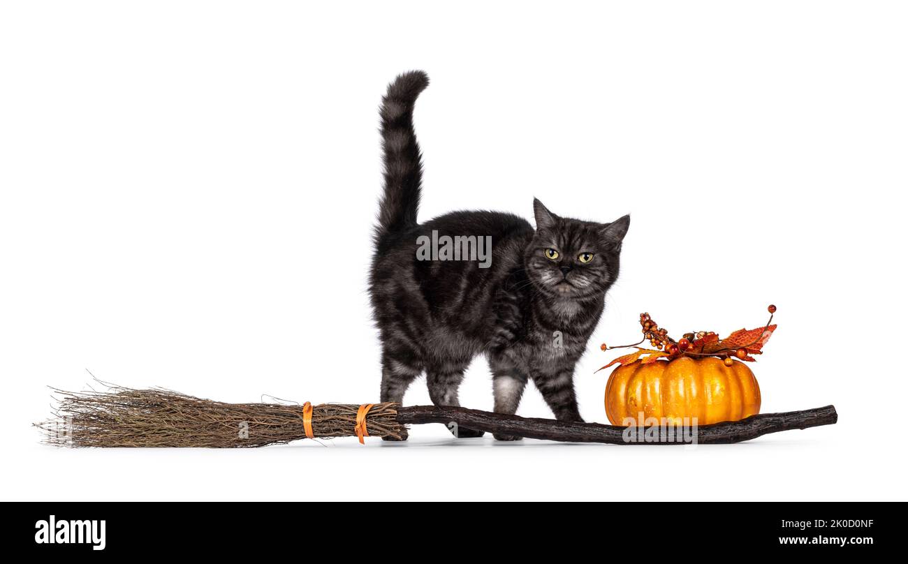 Black smoke British Shorthair cat, standing side ways with tail up ...
