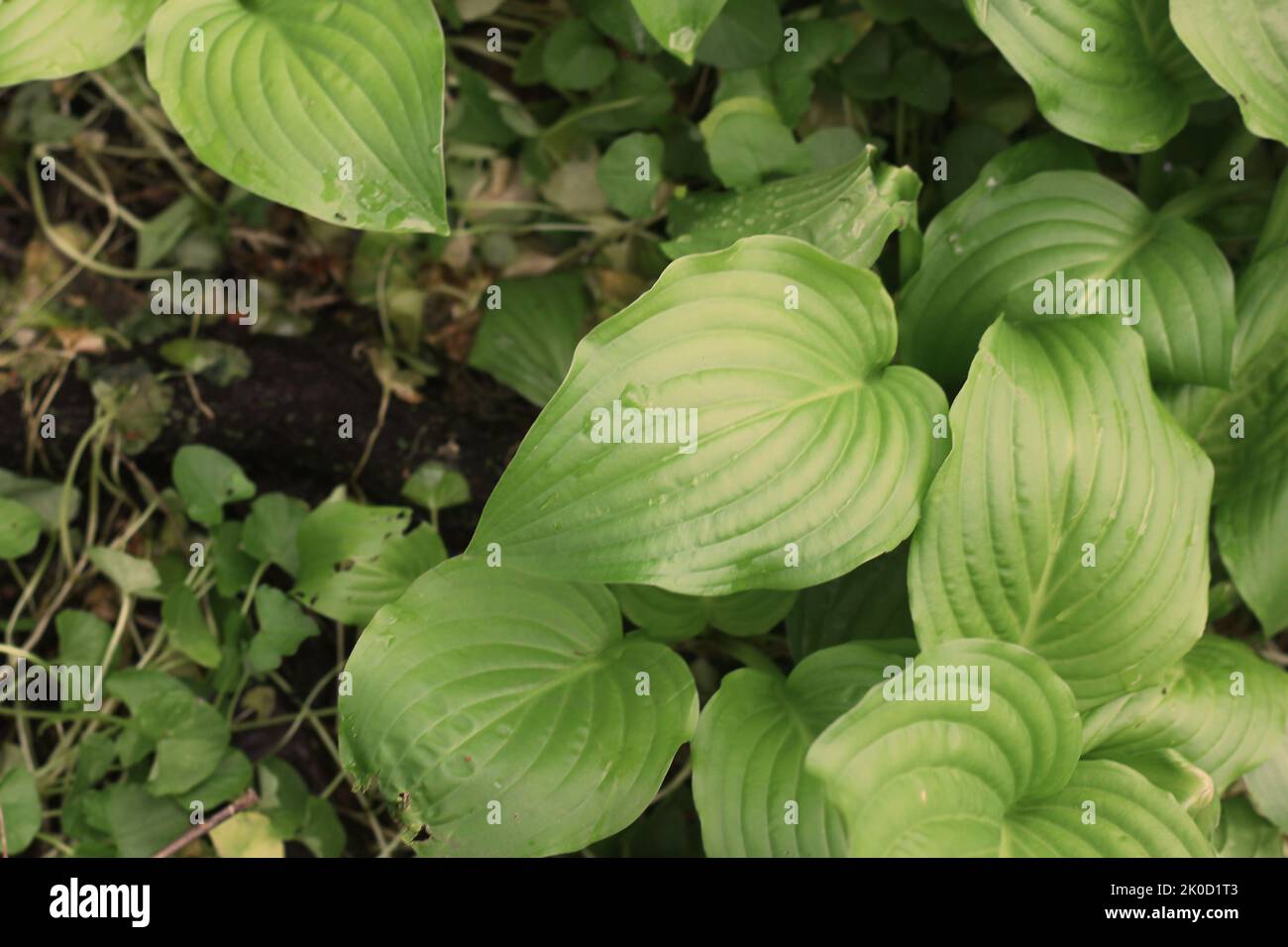 Summer leafy plants growing in the sunny meadow Stock Photo - Alamy