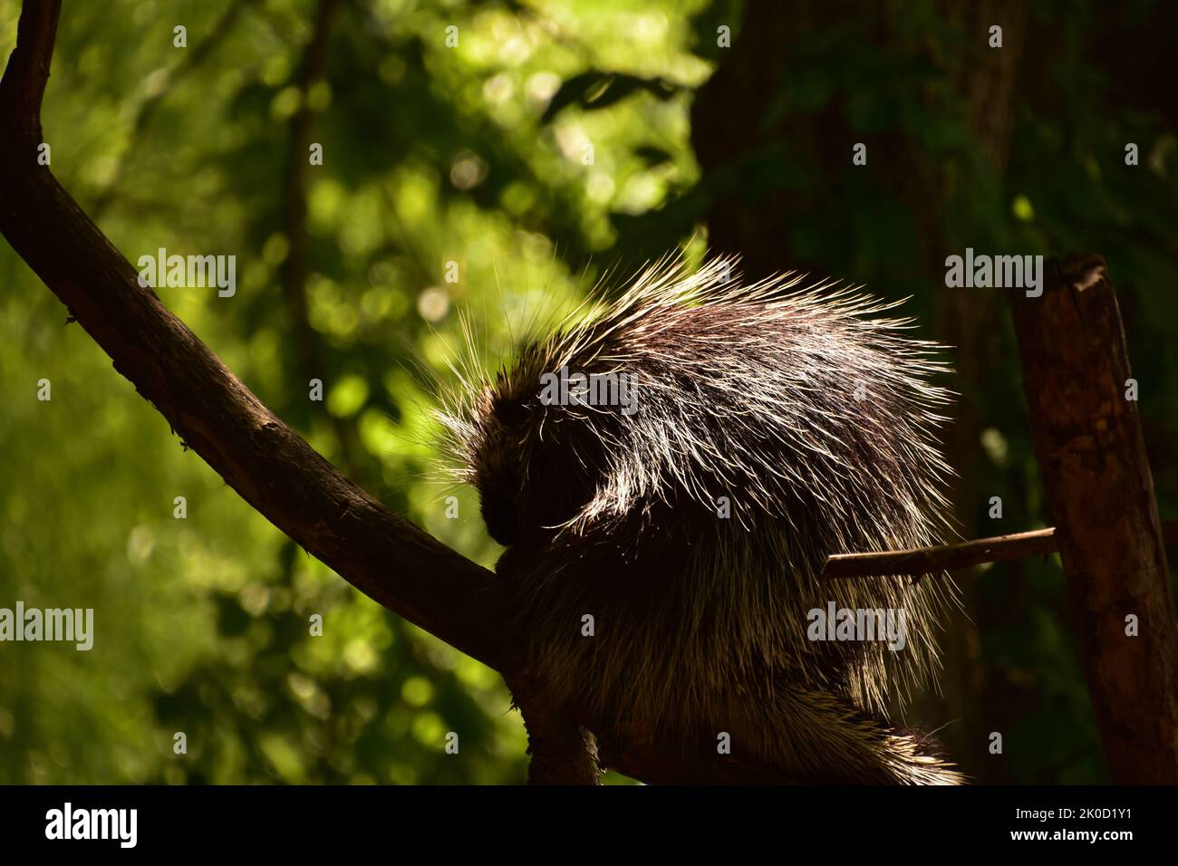 Fantastic porcupine sitting in the crook of a tree branch Stock Photo ...