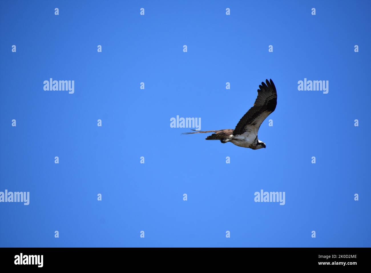 Beautiful soaring osprey bird in flight against brilliant blue skies ...