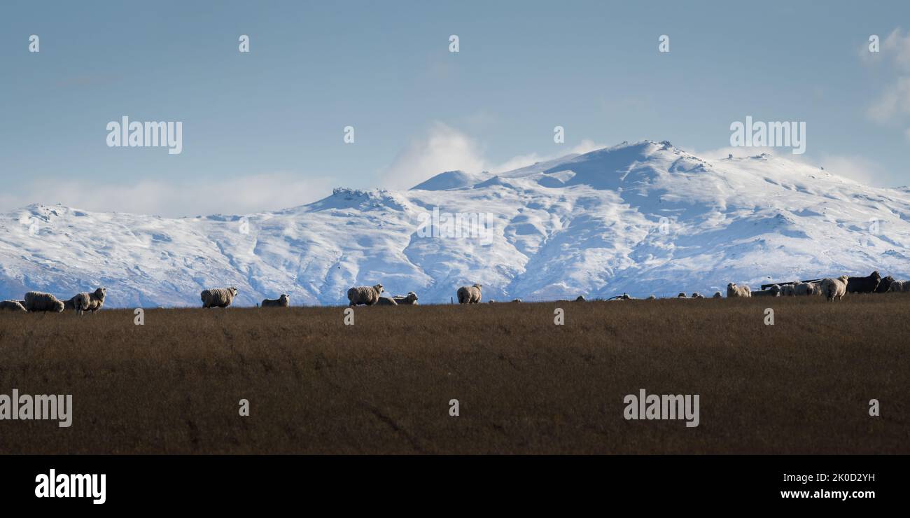 Sheep grazing on the hill, snow-capped Kakanui range in the distance ...