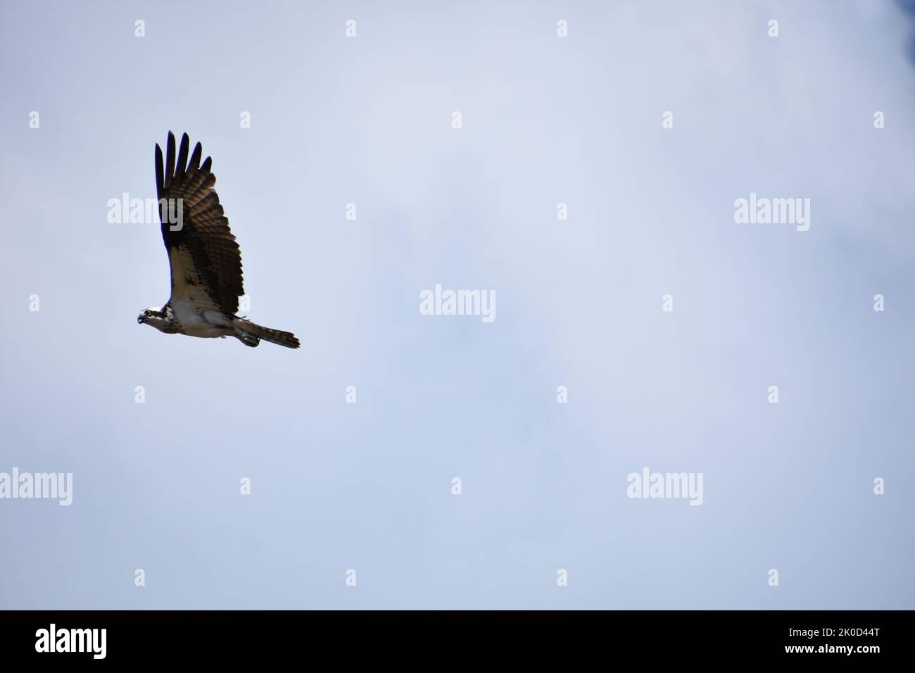 Wing feathers on an osprey in flight spread out in the wind Stock Photo ...