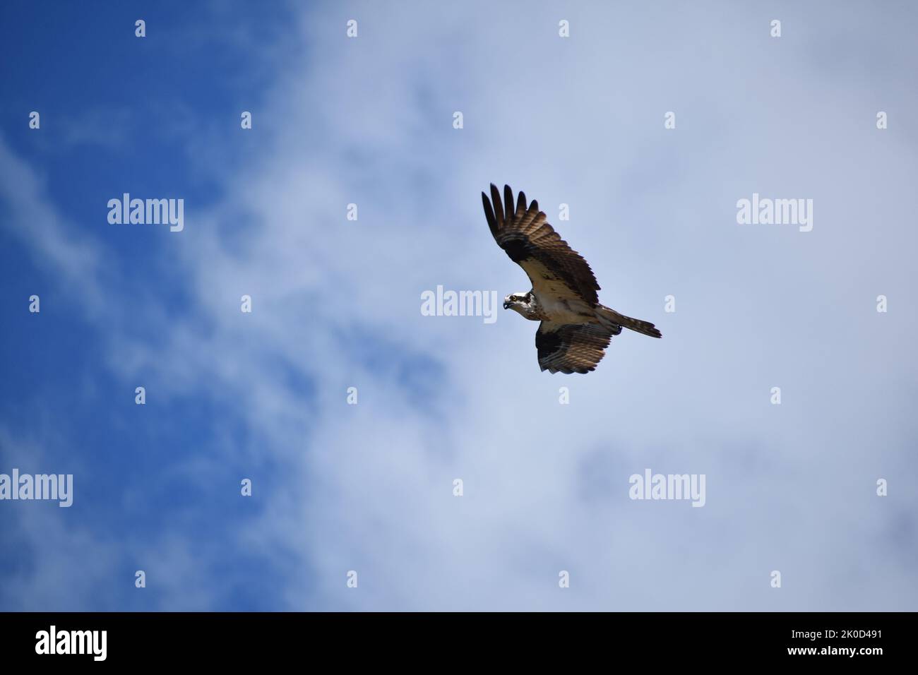 Beautiful ruffled feathers on wings on an osprey bird in flight Stock ...