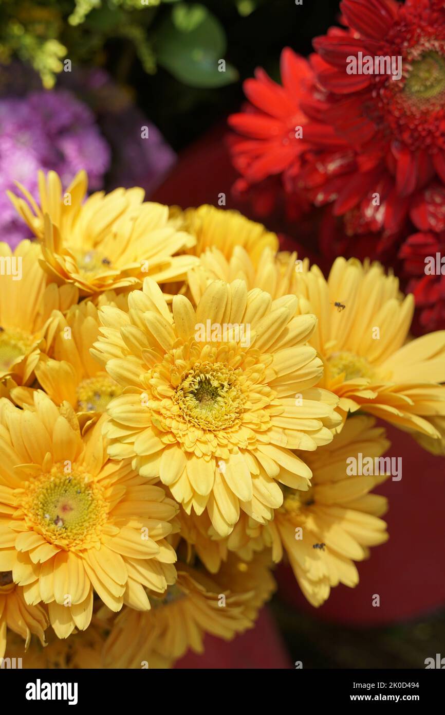 bunch of yellow Gerbera Daisy flowers Stock Photo - Alamy