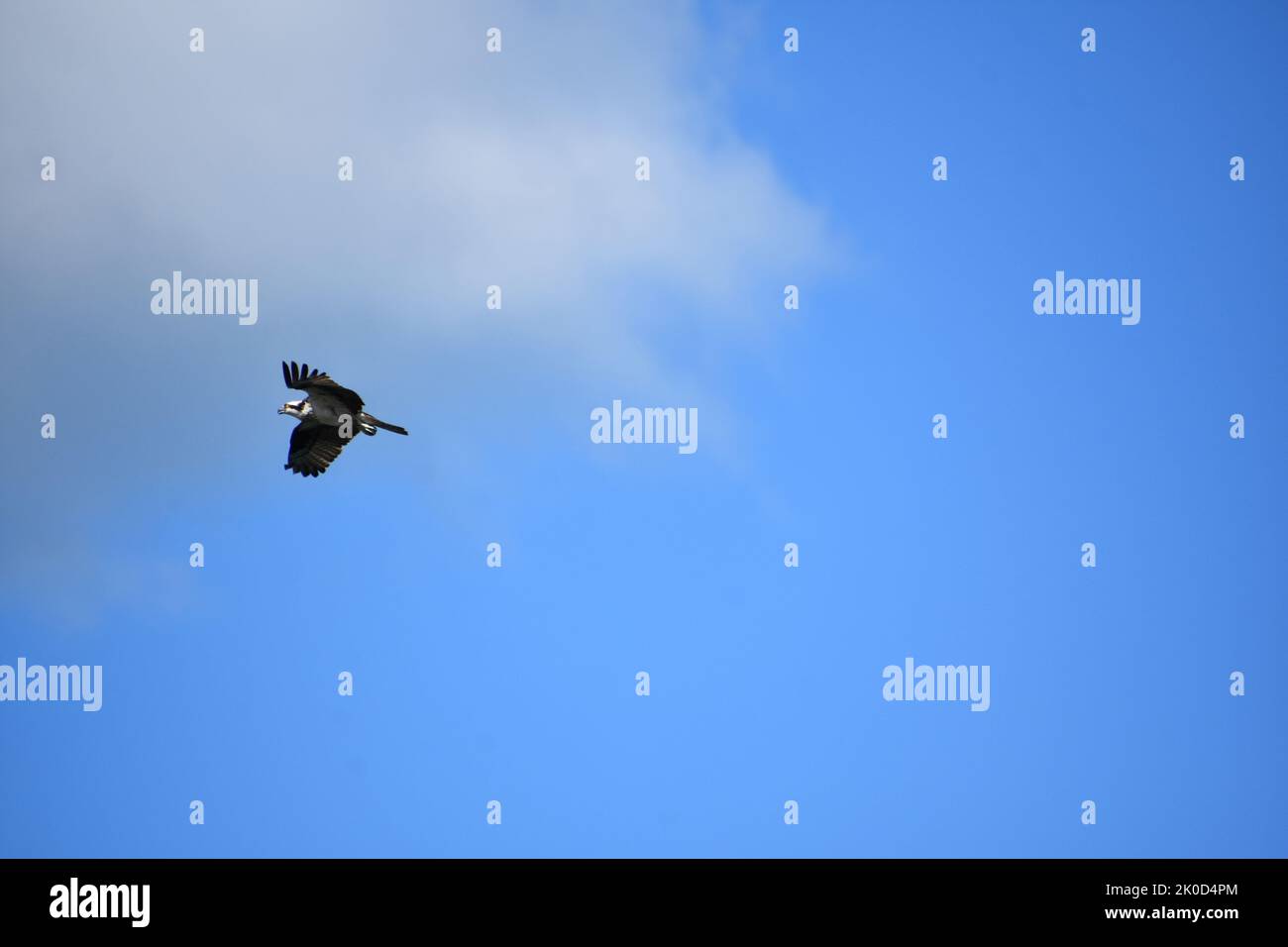 Fantastic osprey bird with wings folded in flight in cloudy skies Stock ...