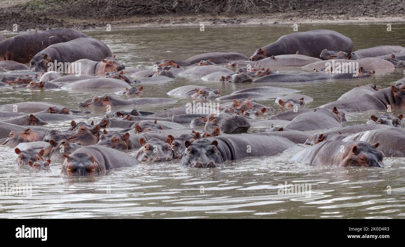 Hippo scars hi-res stock photography and images - Alamy