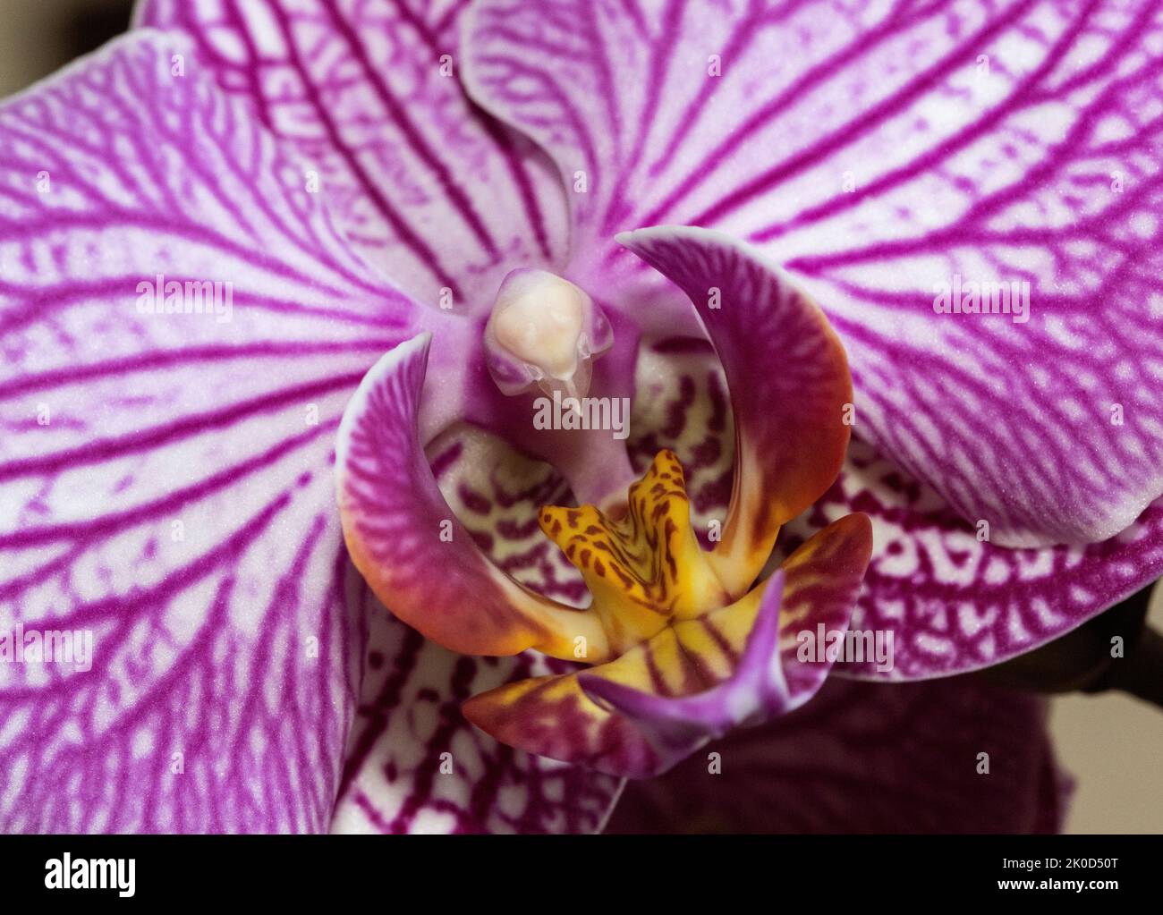 The Orchid family, like this Moth Orchid have developed sophisticated ...