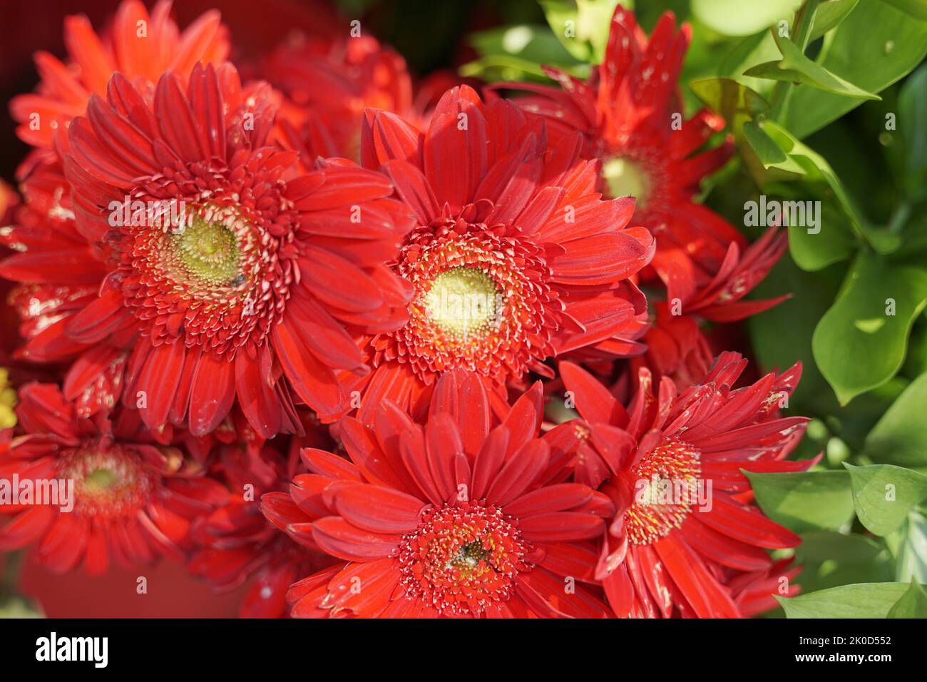 bunch of red Gerbera Daisy flowers Stock Photo - Alamy