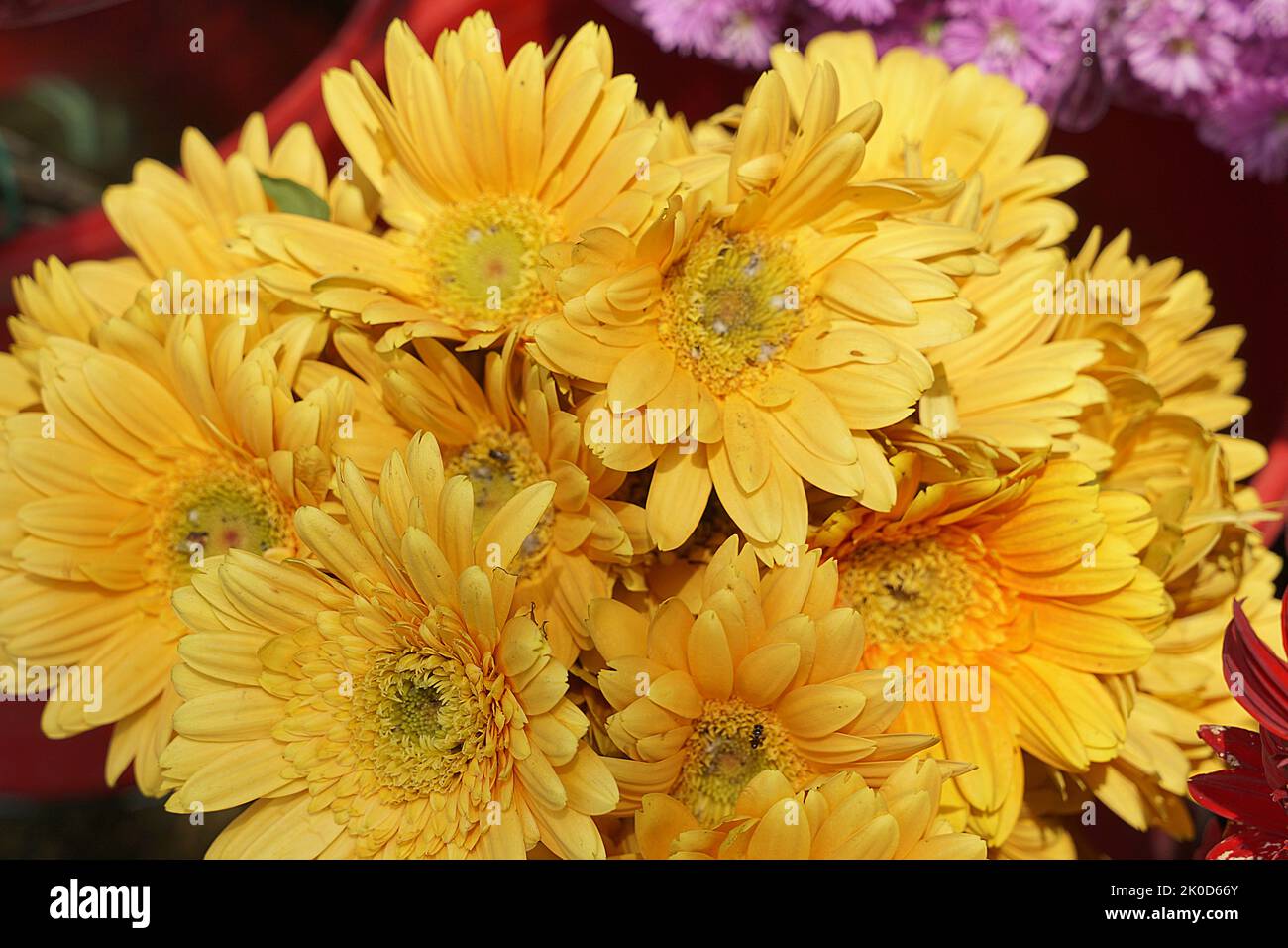 bunch of yellow Gerbera Daisy flowers Stock Photo - Alamy