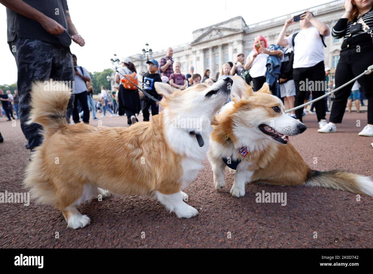 Queen elizabeth dogs palace hi-res stock photography and images - Alamy