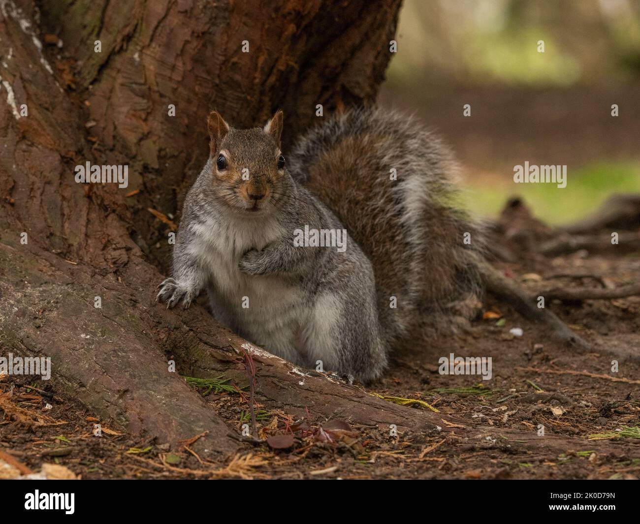 Grey squirrel upside down in a tree hi-res stock photography and images ...