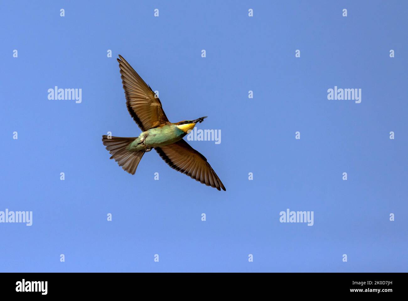 Bee-Eater in flight Stock Photo - Alamy