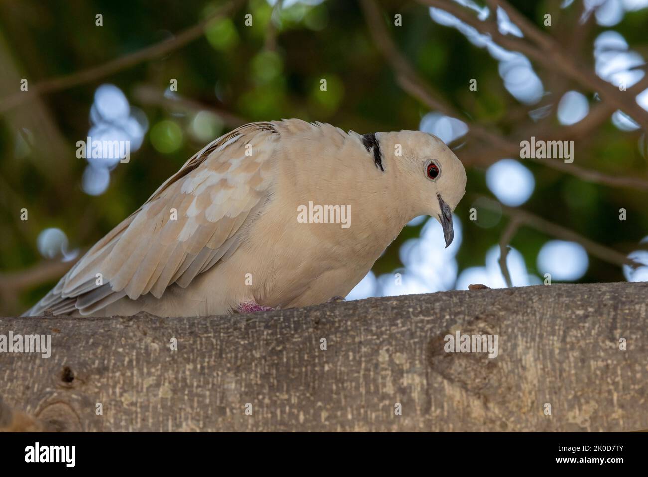Collar Dove in a tree in the shade Stock Photo - Alamy