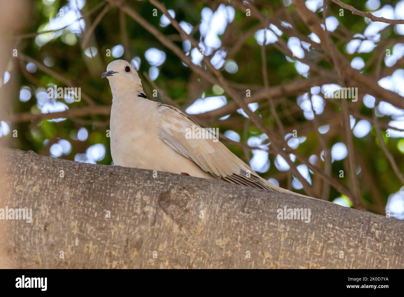 Collar Dove in a tree in the shade Stock Photo - Alamy