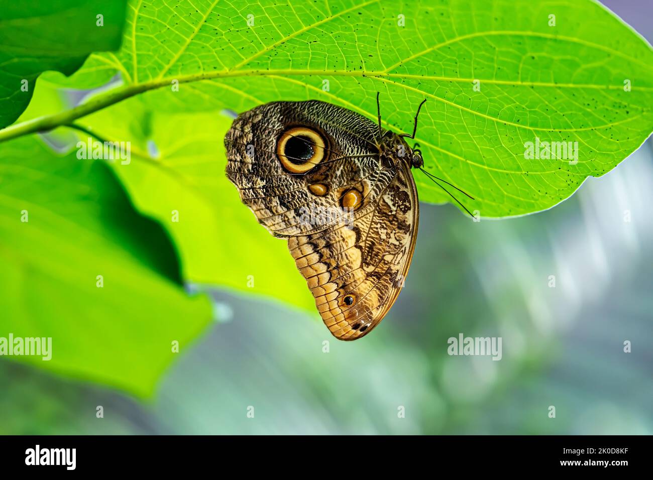 Beautiful brown butterfly resting under green leaf Stock Photo - Alamy