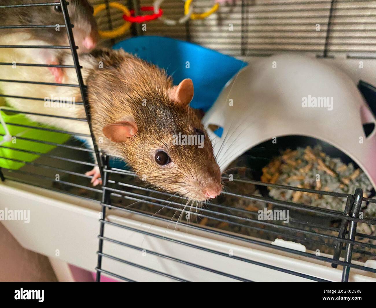 A pet rat in a cage Stock Photo - Alamy