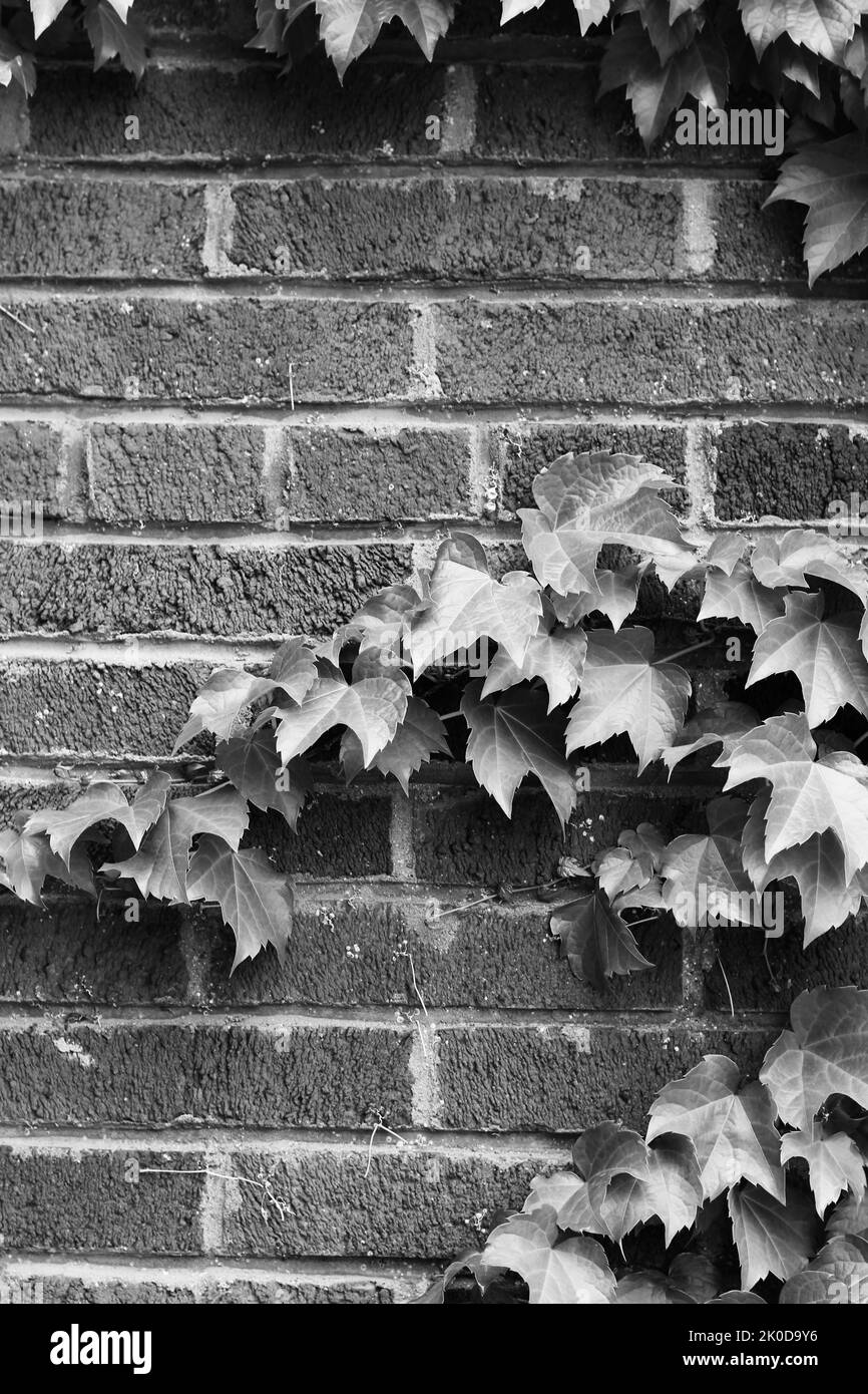 Leafy ivy plants climbing the typical brick wall in a black and white ...