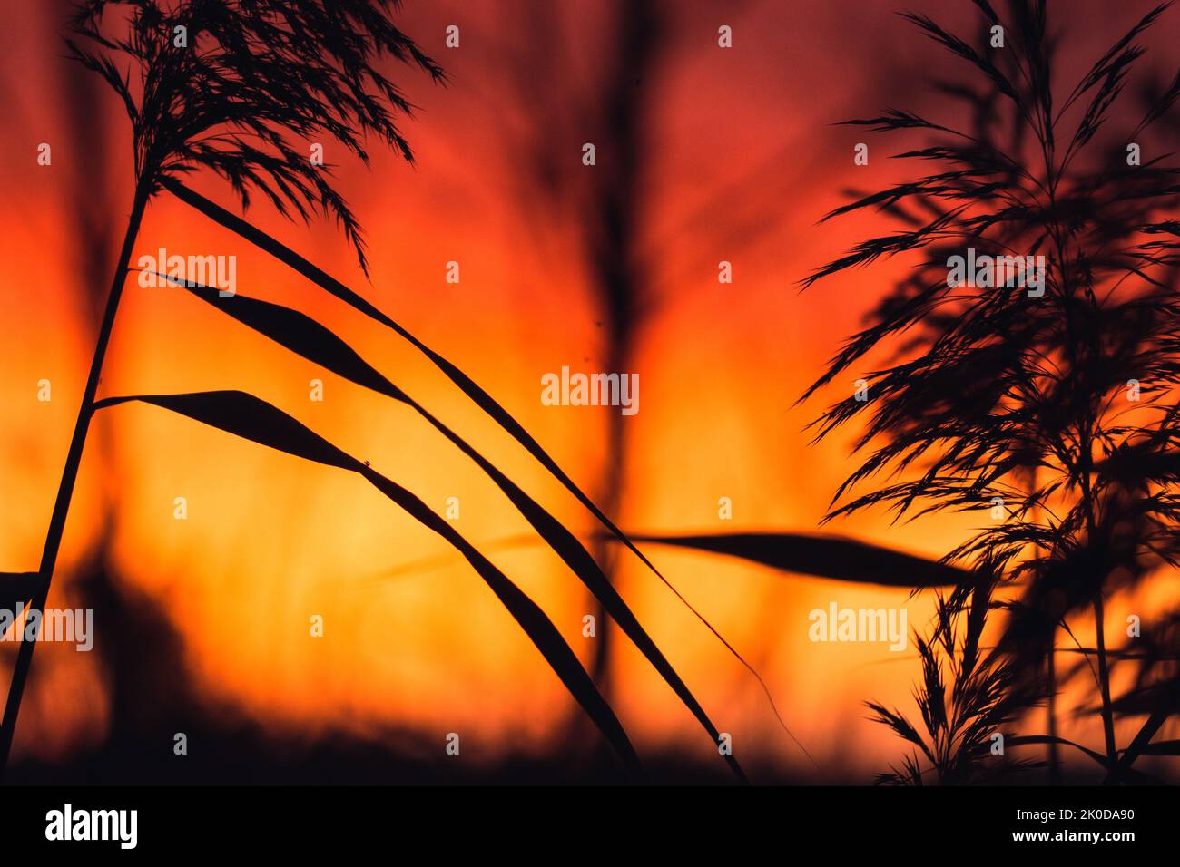 Plants orange background hi-res stock photography and images - Alamy