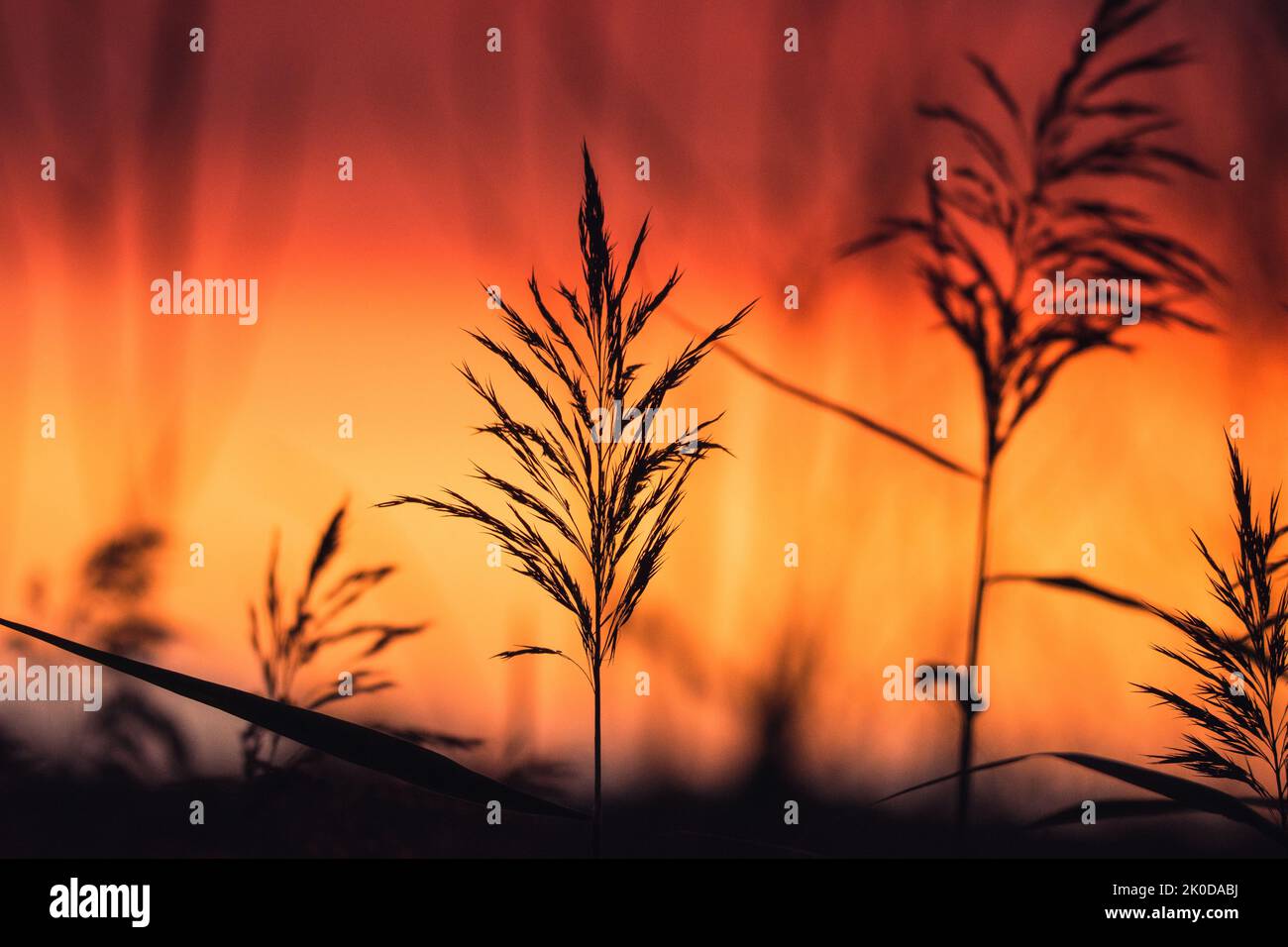 Sunset plants hi-res stock photography and images - Alamy