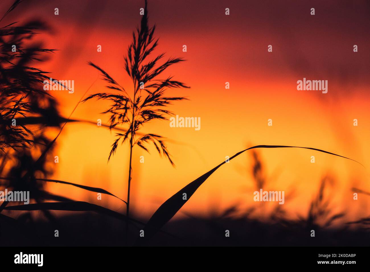Sunset plants hi-res stock photography and images - Alamy