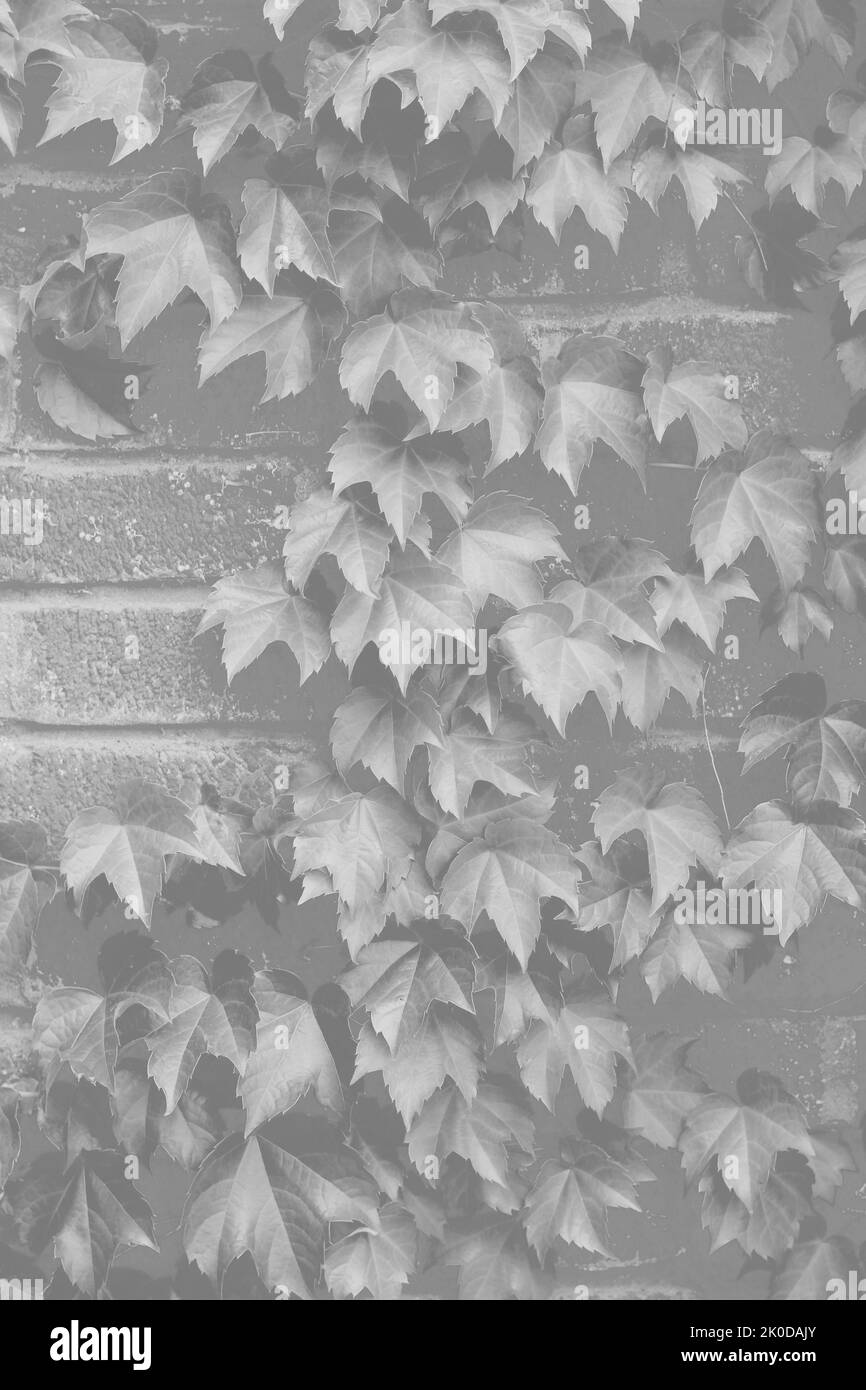 Faded meadow Black and White Stock Photos & Images - Alamy