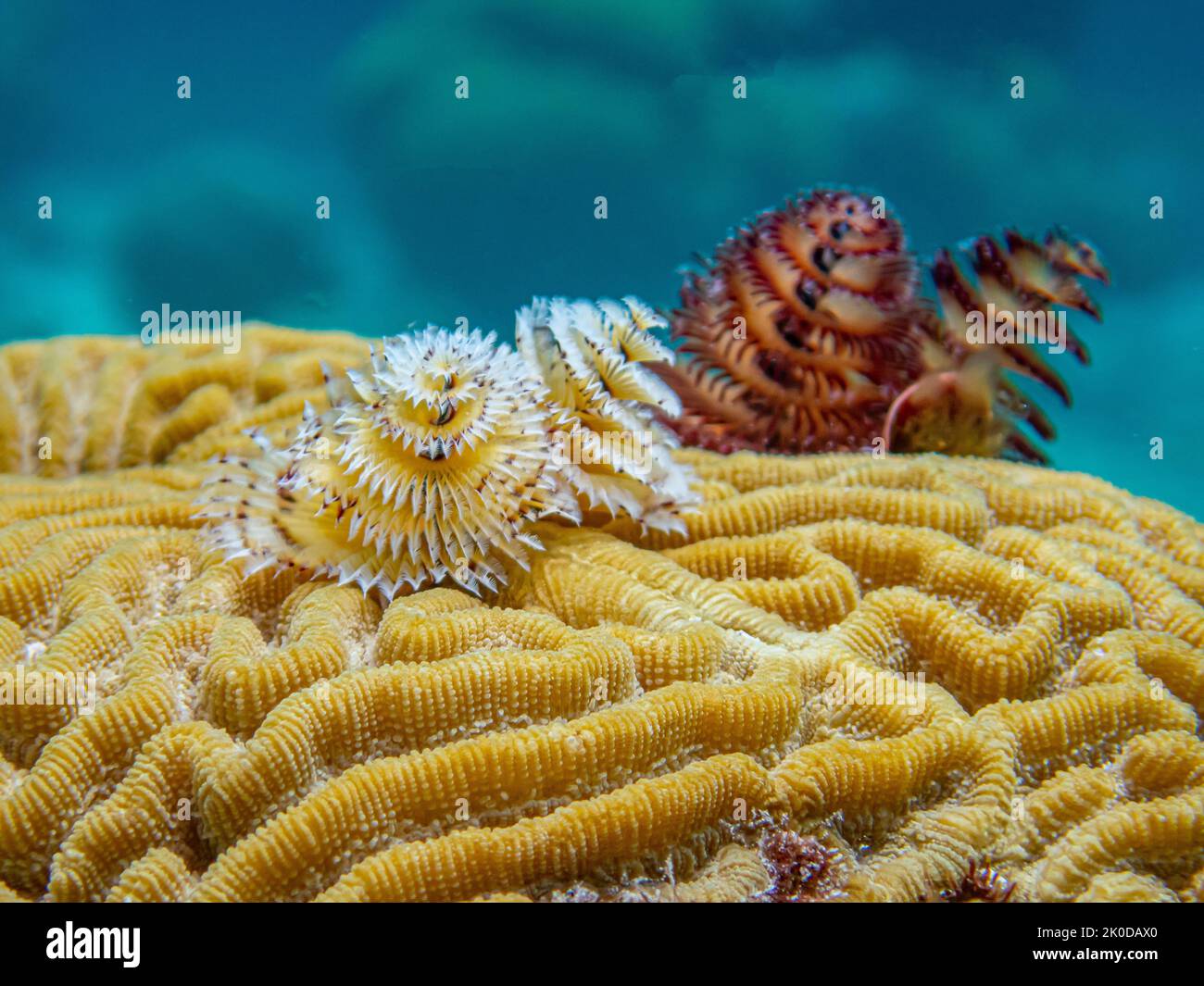 Spirobranchus giganteus, commonly known as Christmas tree worms, are ...