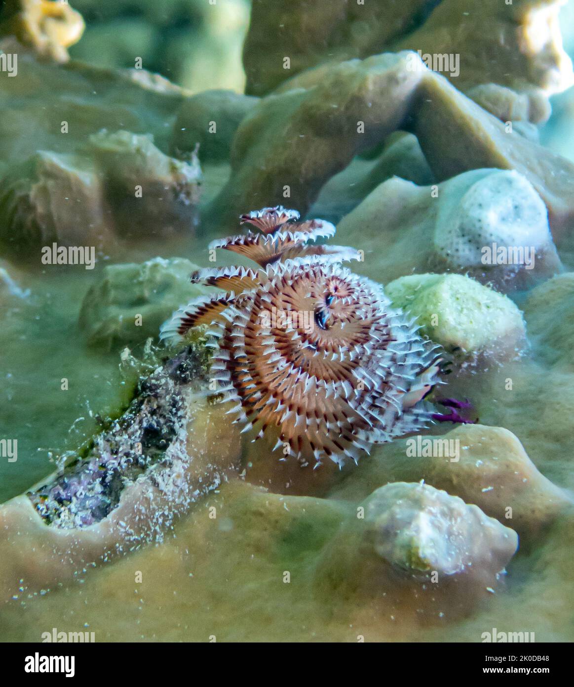 Spirobranchus giganteus, commonly known as Christmas tree worms, are ...