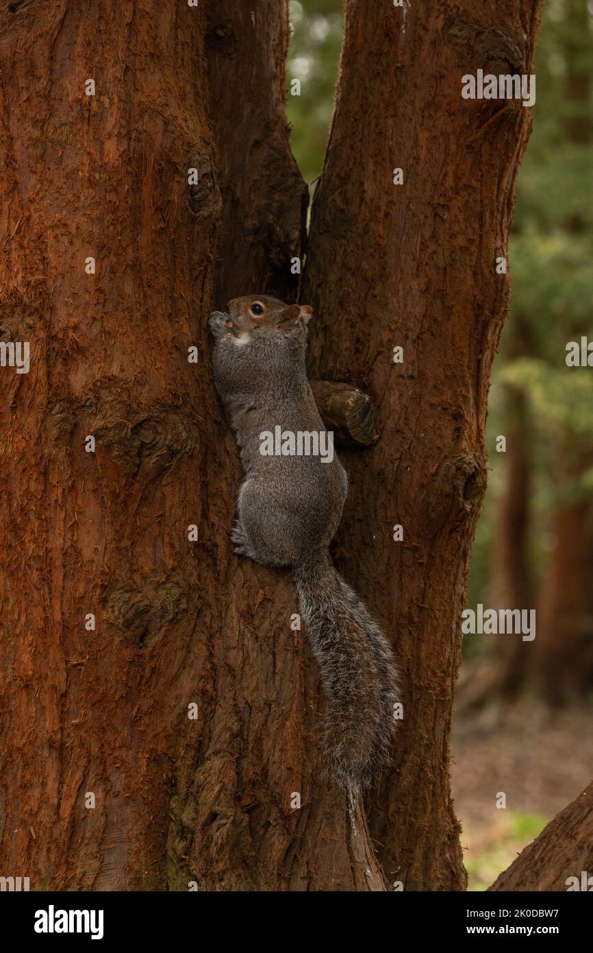 Good condition squirrel hi-res stock photography and images - Alamy