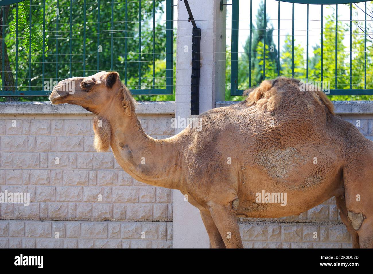 Dromedary -Camelus Dromederius- Arabian Camel at zoo eating leaves and ...