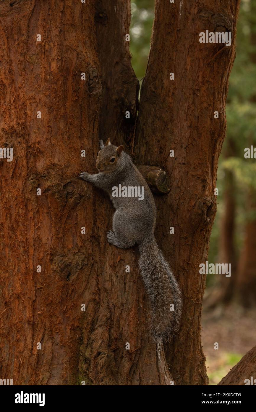 Grey squirrel upside down in a tree hi-res stock photography and images ...