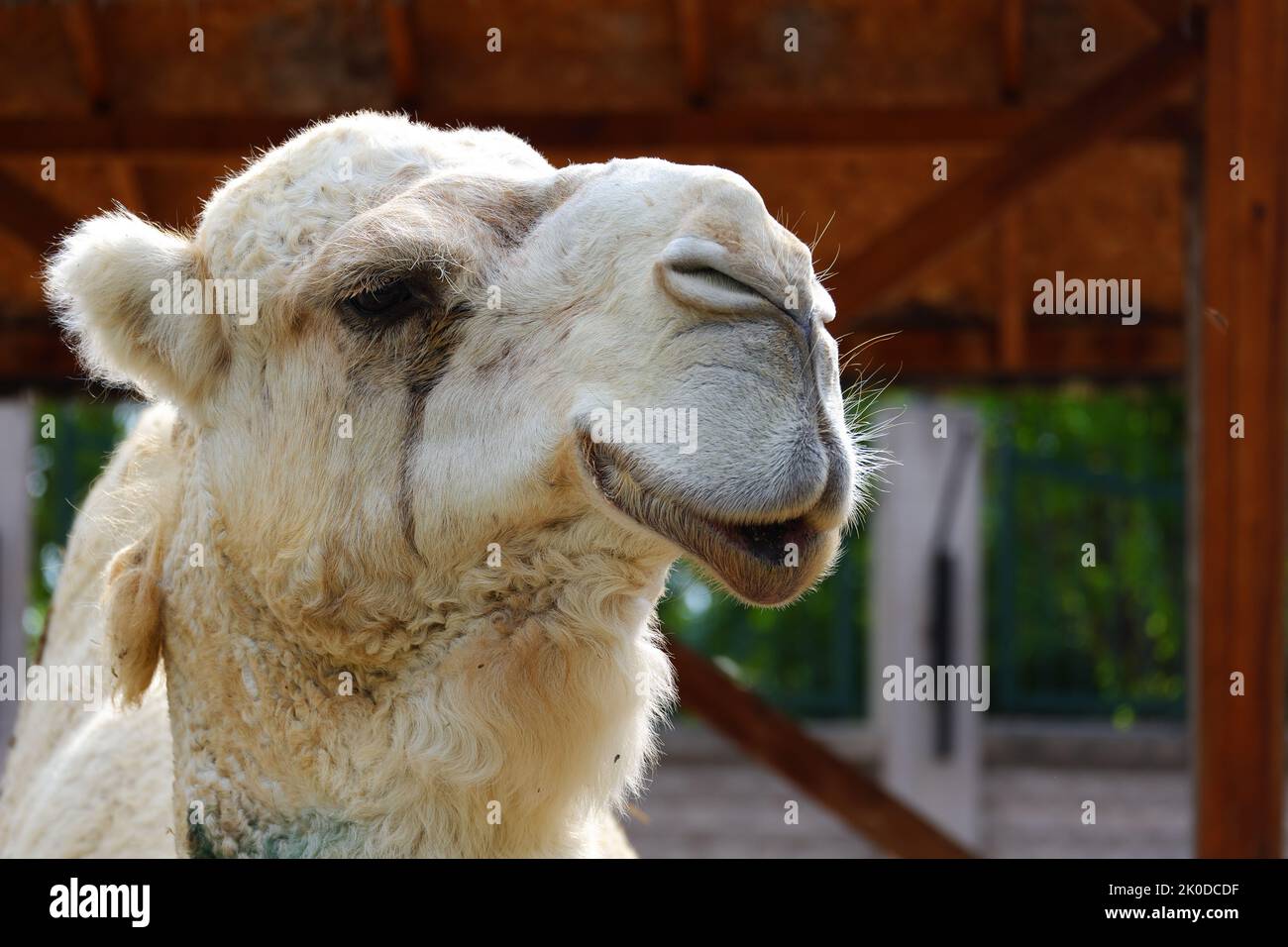 Dromedary -Camelus Dromederius- Arabian Camel at zoo eating leaves and ...