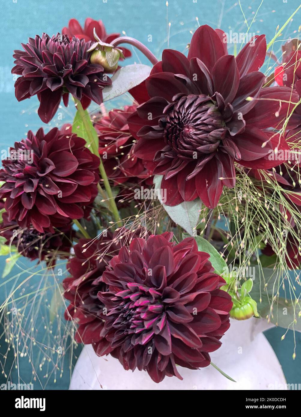 Close up of Dahlia Karma Chocolate Dahlia Karma Choc seen in a display ...