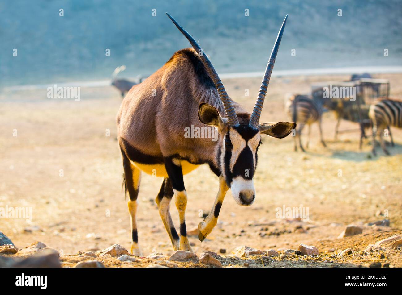 Front view of antelope in the zoo Stock Photo - Alamy