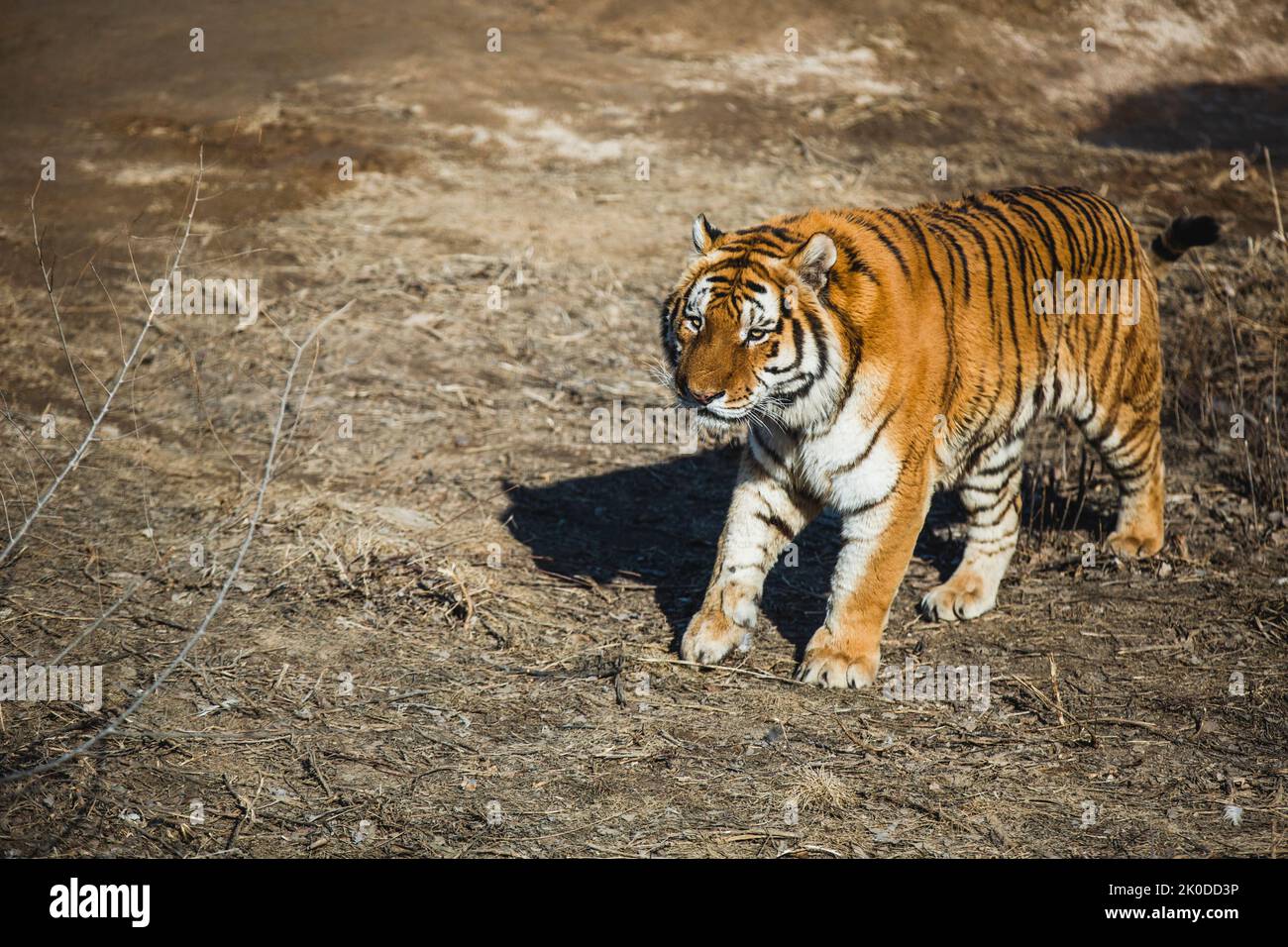 Beijing china tiger zoo hi-res stock photography and images - Alamy