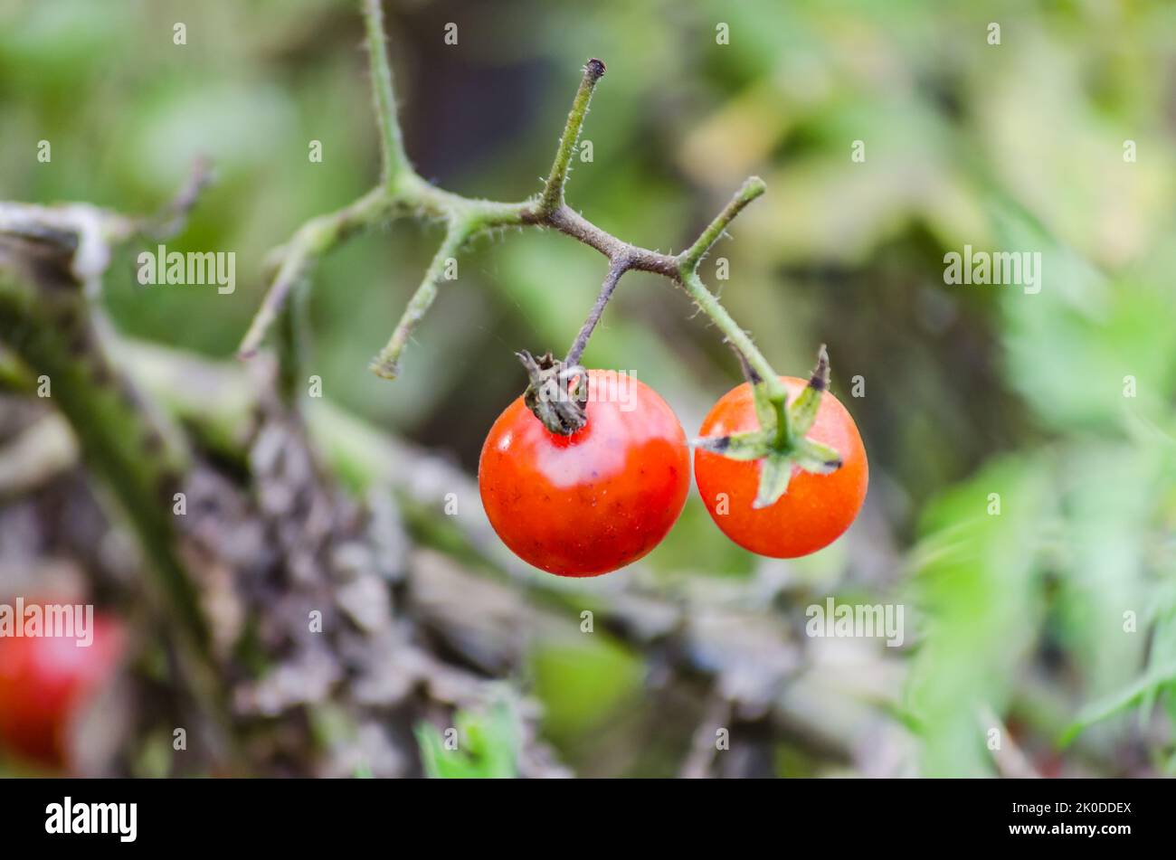 Red and green organic cherry tomatoes growing on a tomato vine in a garden awaiting harvest ...