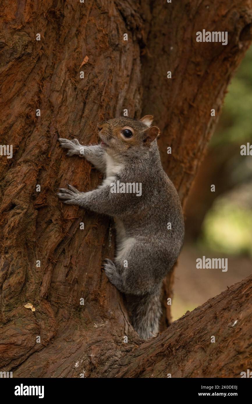 Grey UK squirrel in tree during winter, looking at the camera Stock ...