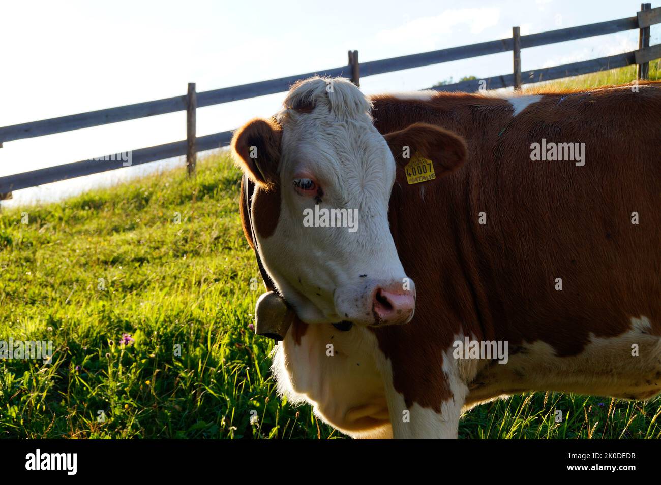 cow grazing on the sunlit green meadows of the alpine valley in ...