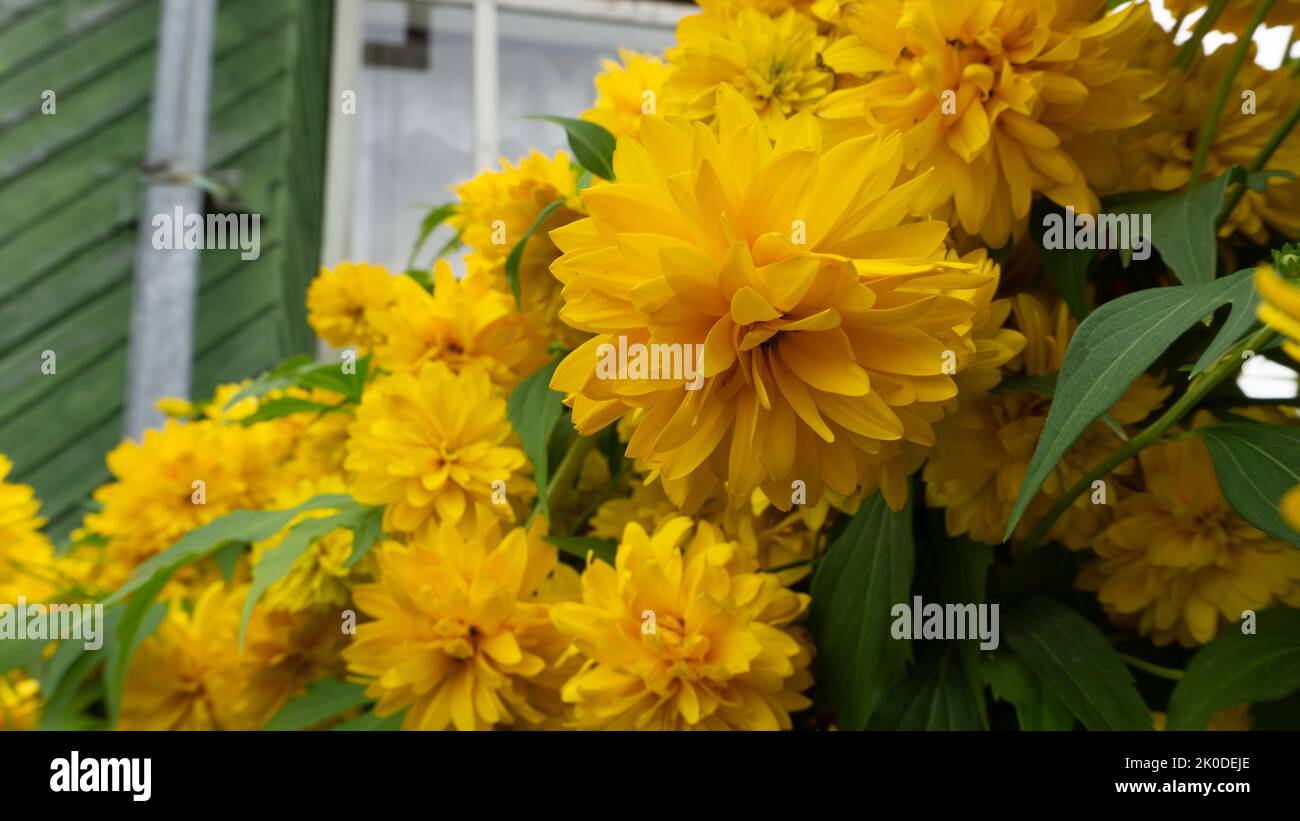 Large yellow flowers of Rudbeckia laciniata in front of a rustic house ...