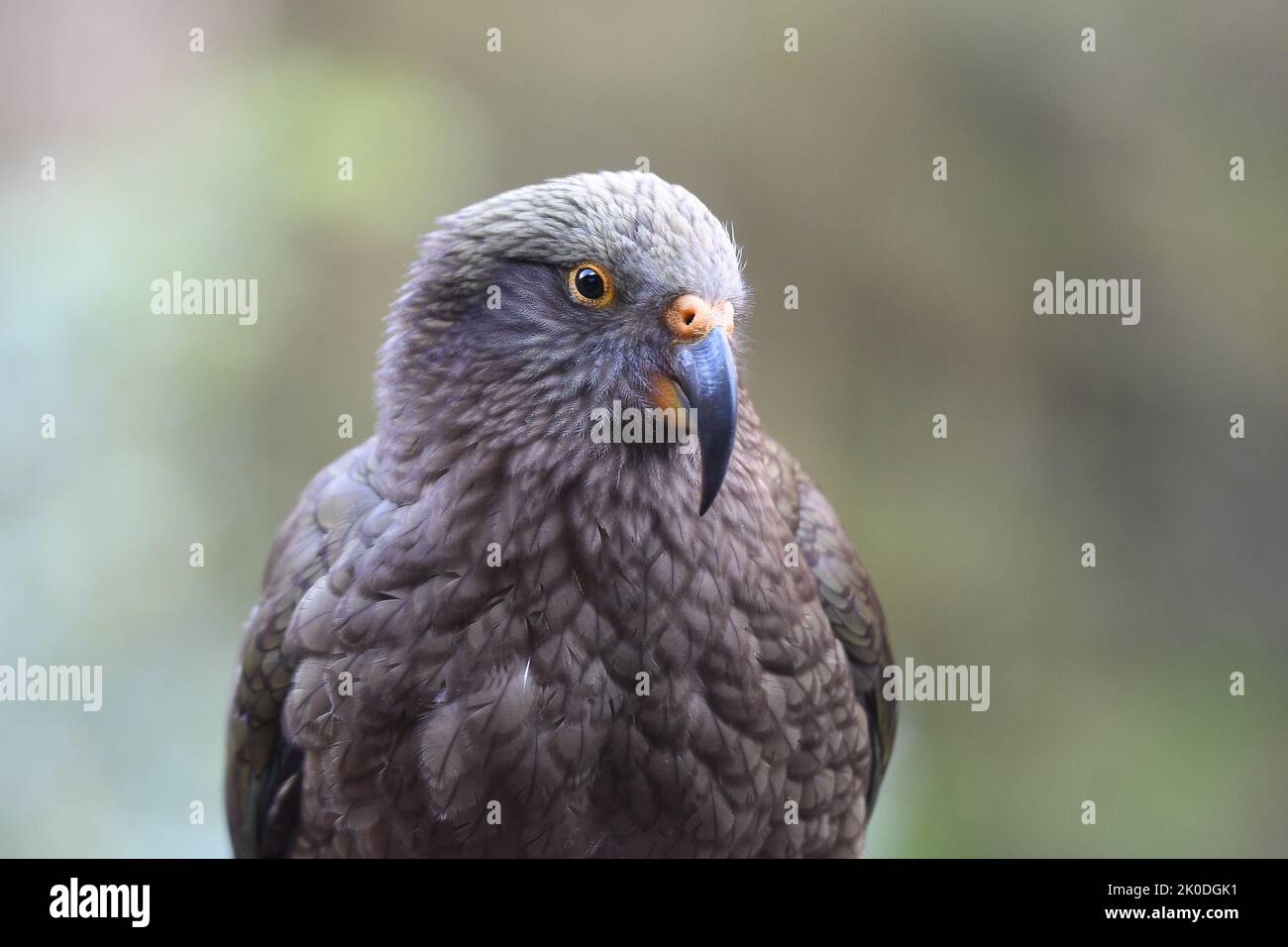 Kea bird, Nestor Notabilis, New Zealand Stock Photo - Alamy