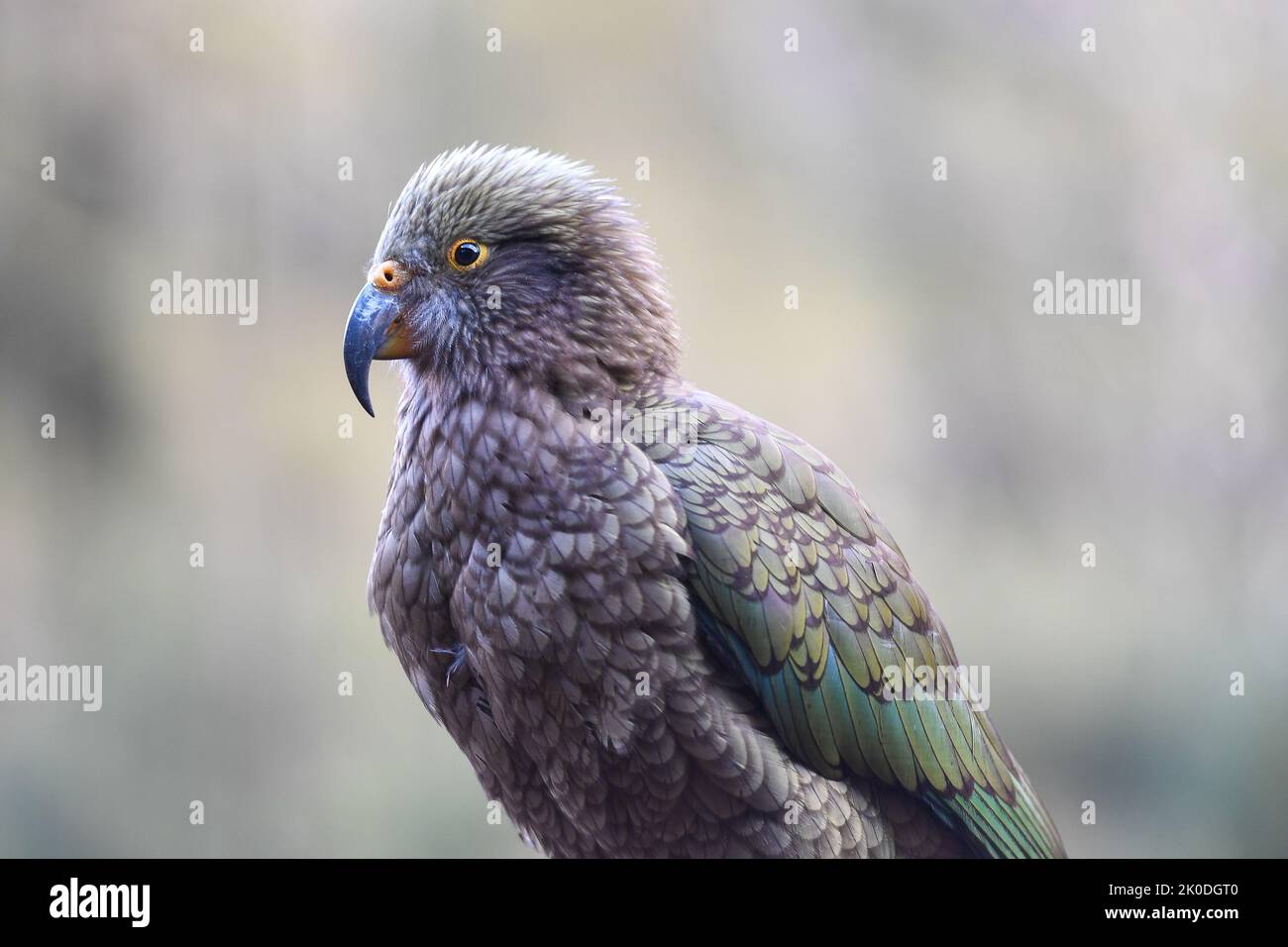 Kea bird, Nestor Notabilis, New Zealand Stock Photo - Alamy