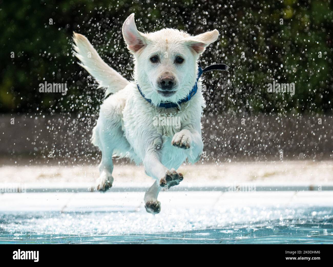 Wiesbaden, Germany. 11th Sep, 2022. With a pike jump, a dog jumps into ...