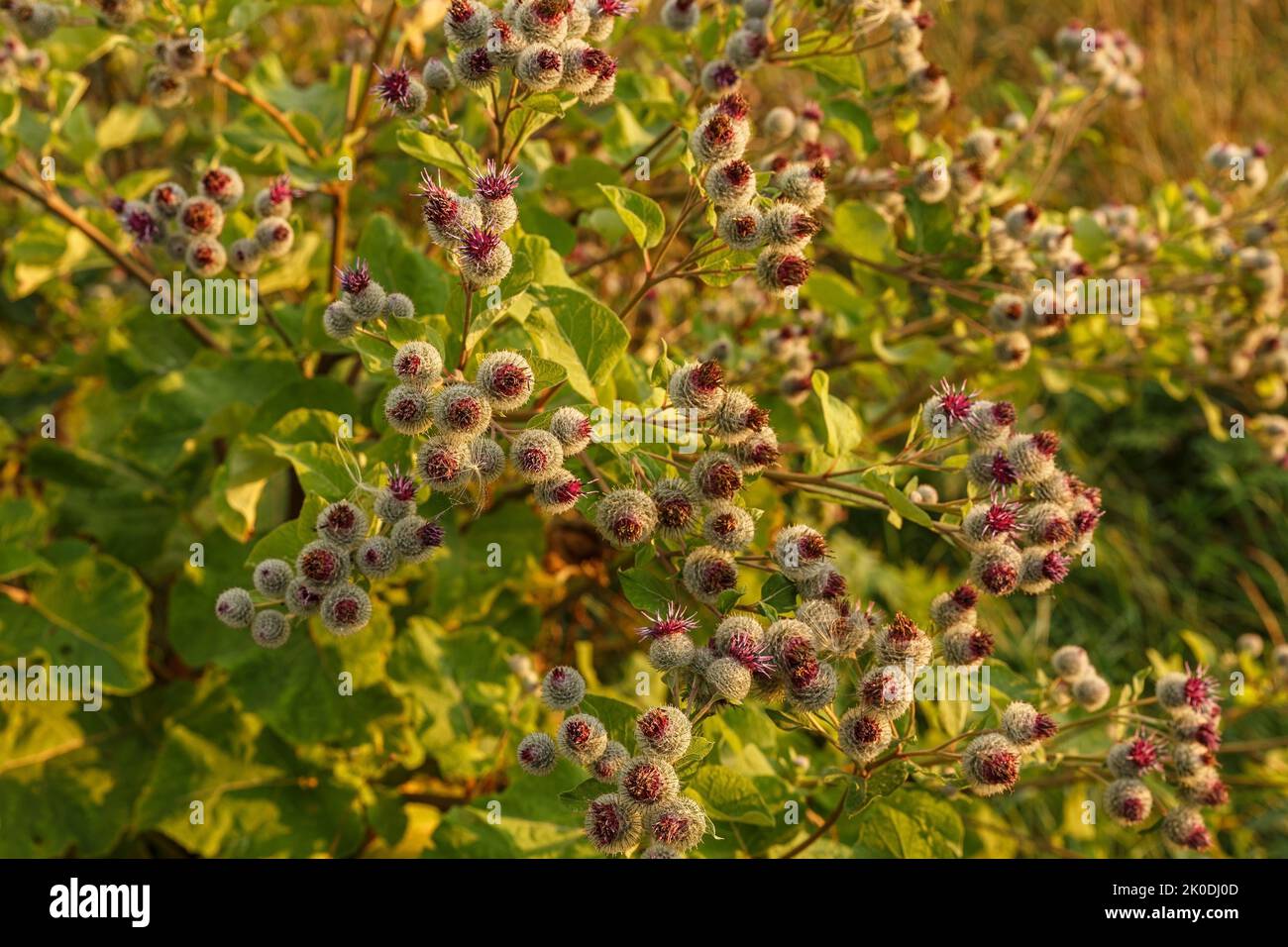 Arctium lappa commonly called greater burdock. Blooming burdock flowers ...